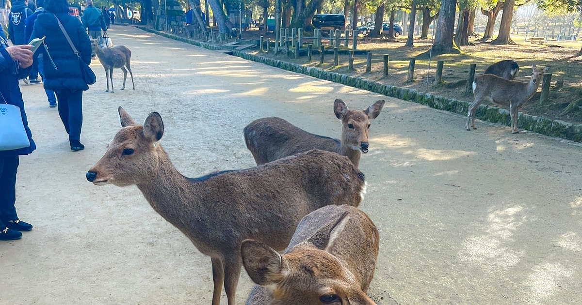 Day 1: Nara Deer Park | 5-day Osaka Kyoto Nara itinerary full of parks ...