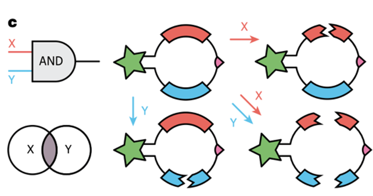 Logic gate proteins - Richard’s Blog